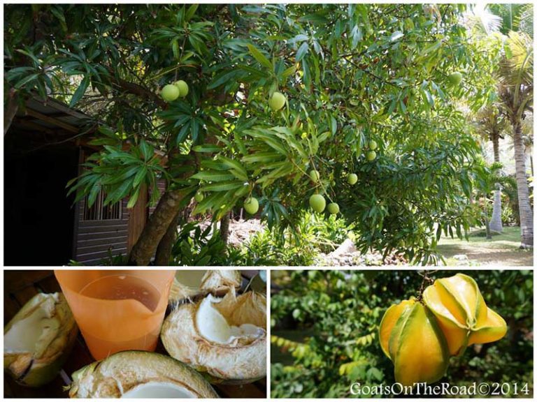 Grenada – “Outside my Front Door” by Goats on the Road