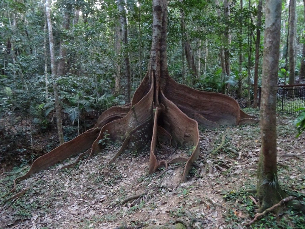NEW: Rainforest & Orchard Tours Kuranda